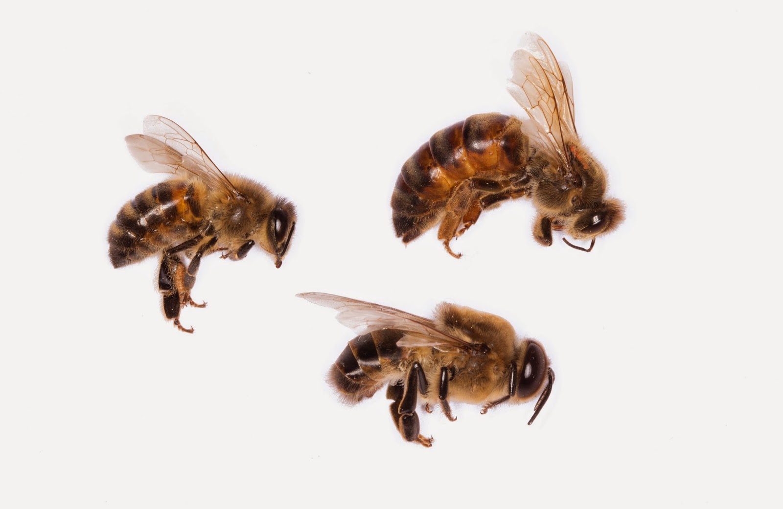 TrogTrogBlog: Honey bee castes