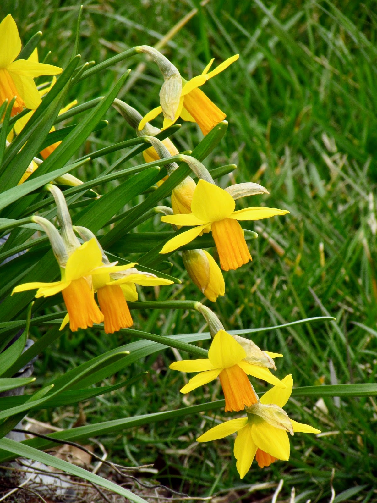 Life In Robin's Nest: Marching into Spring