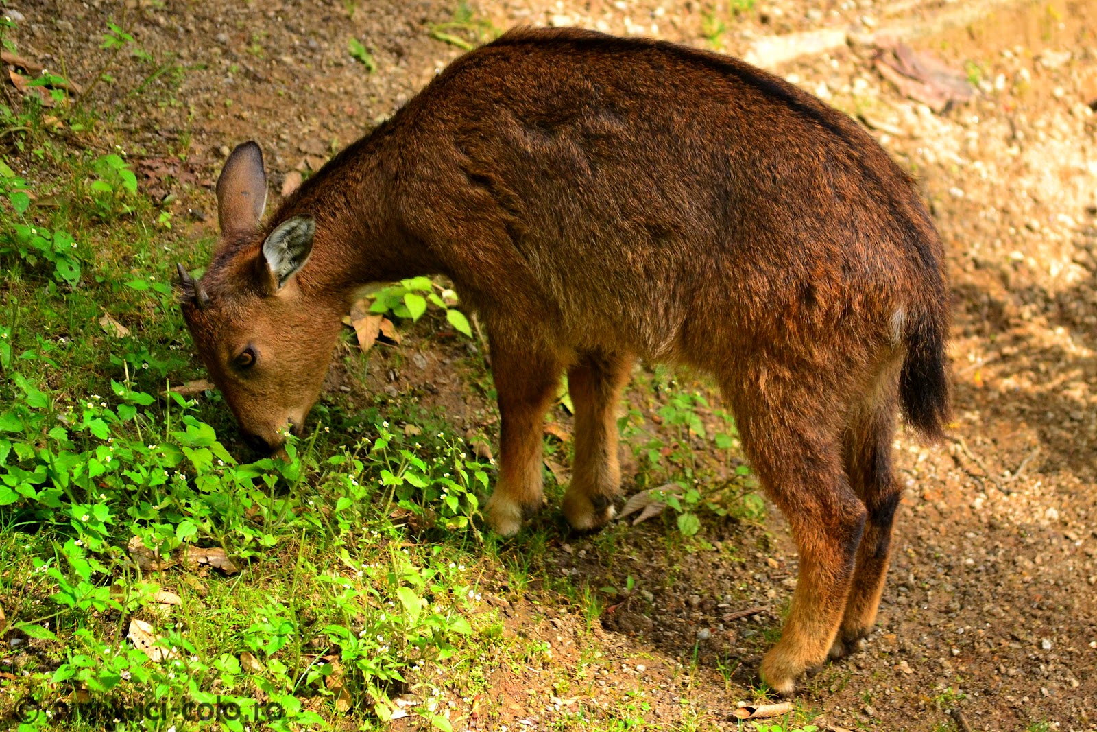 Darjeeling: unde sa-ti scoti copilul la plimbare in Himalaya | ici-colo ...