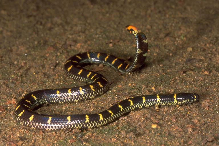 Ular - Snake - Ophidia