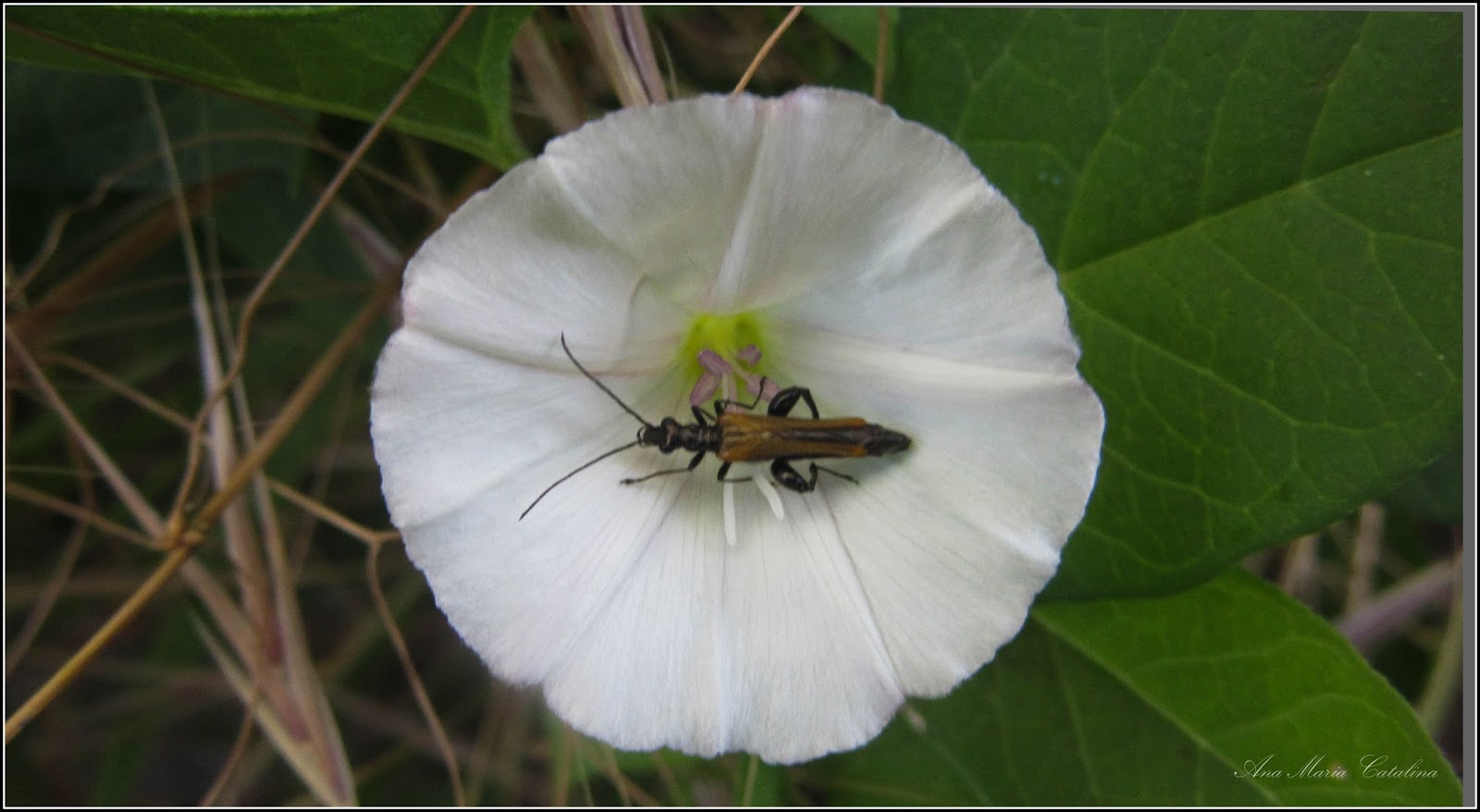 Lumea văzută din Turda: Volbură, rochița-rândunicii (Convolvulus ...