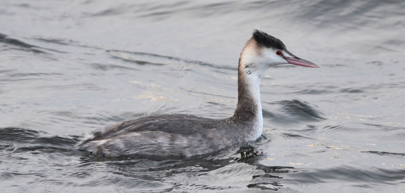 The Early Birder: Great Crested Grebe