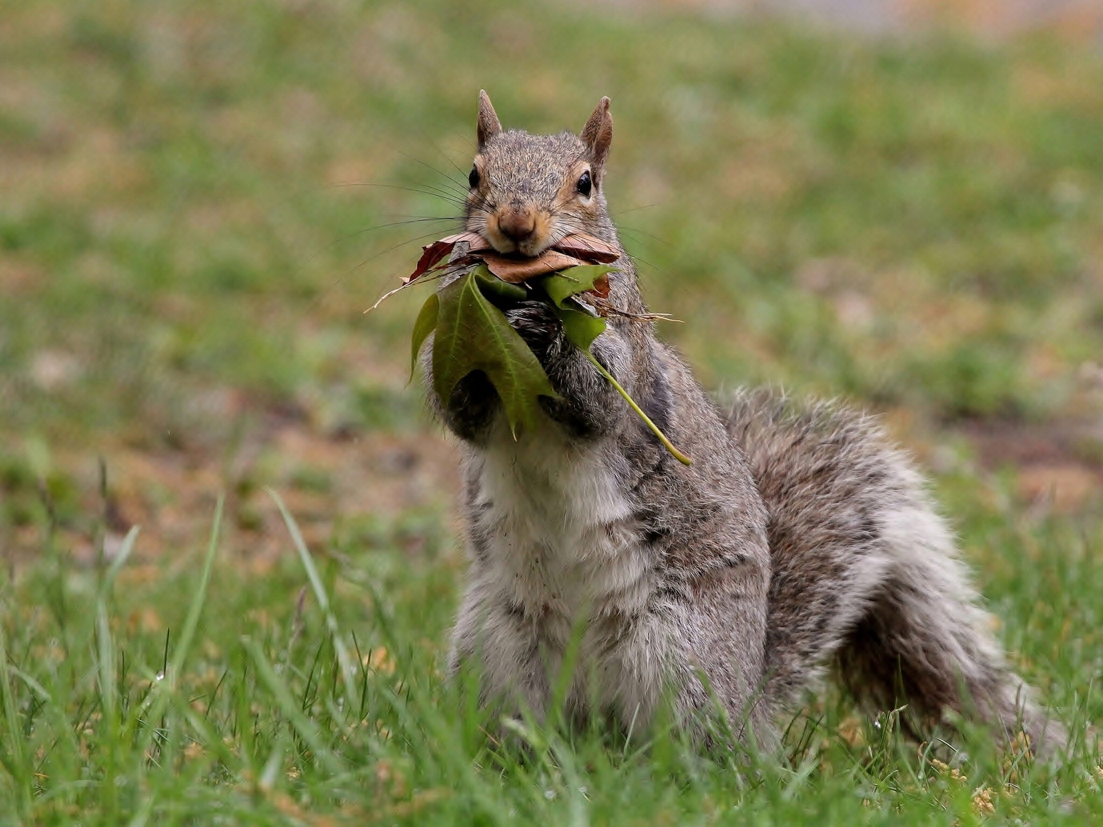 Fotos de ardillas comiendo en bosques