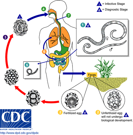Ascaris lumbricoides y ascariasis: ciclo, clínica, tratamiento. - AnSRo