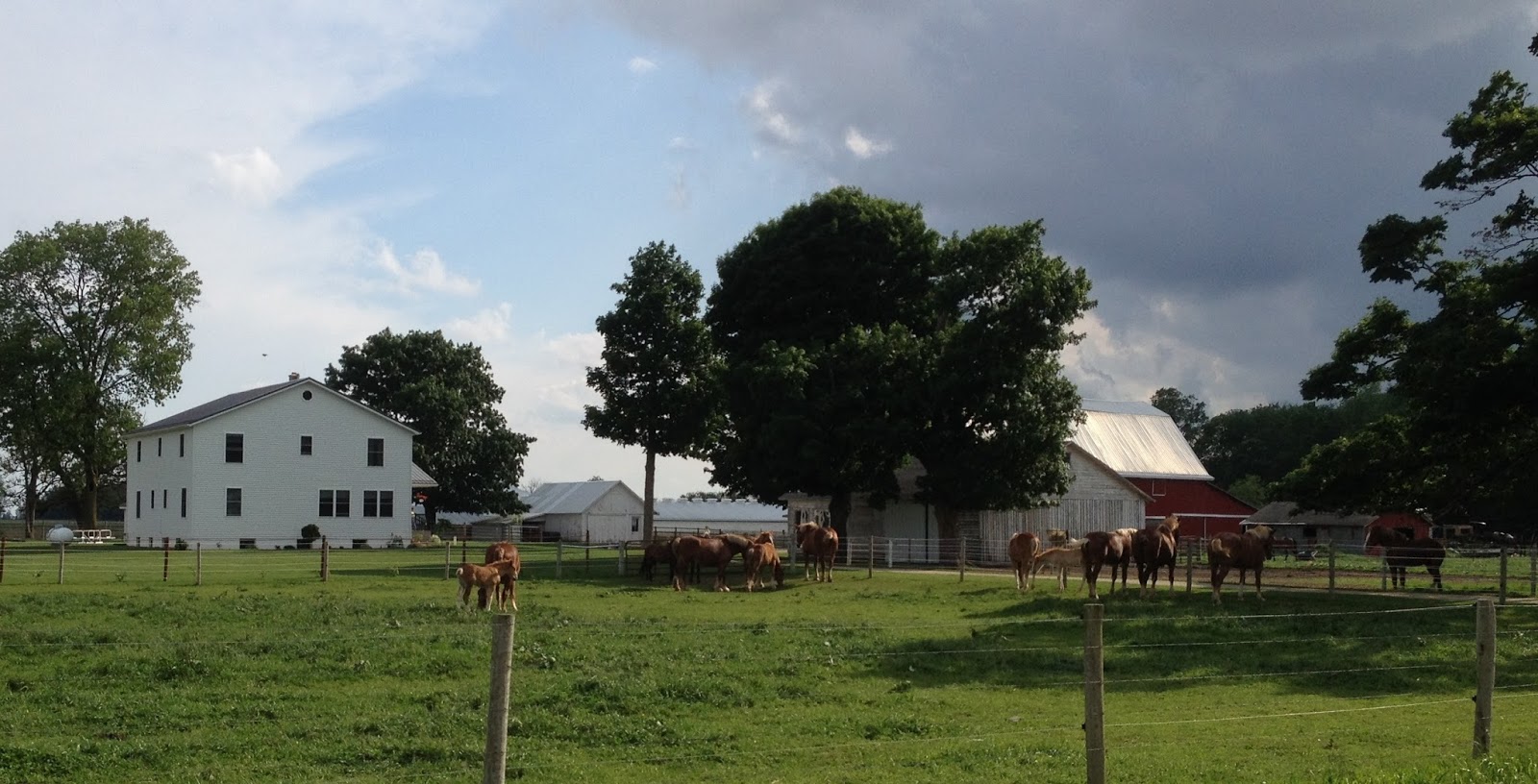 Amish Horses: Amish Farm Tour
