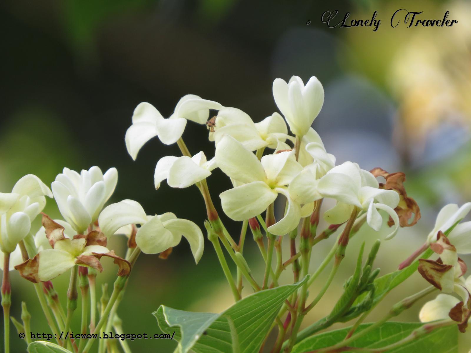 Kurchi ful (কুর্চি ফুল) - Holarrhena pubescens