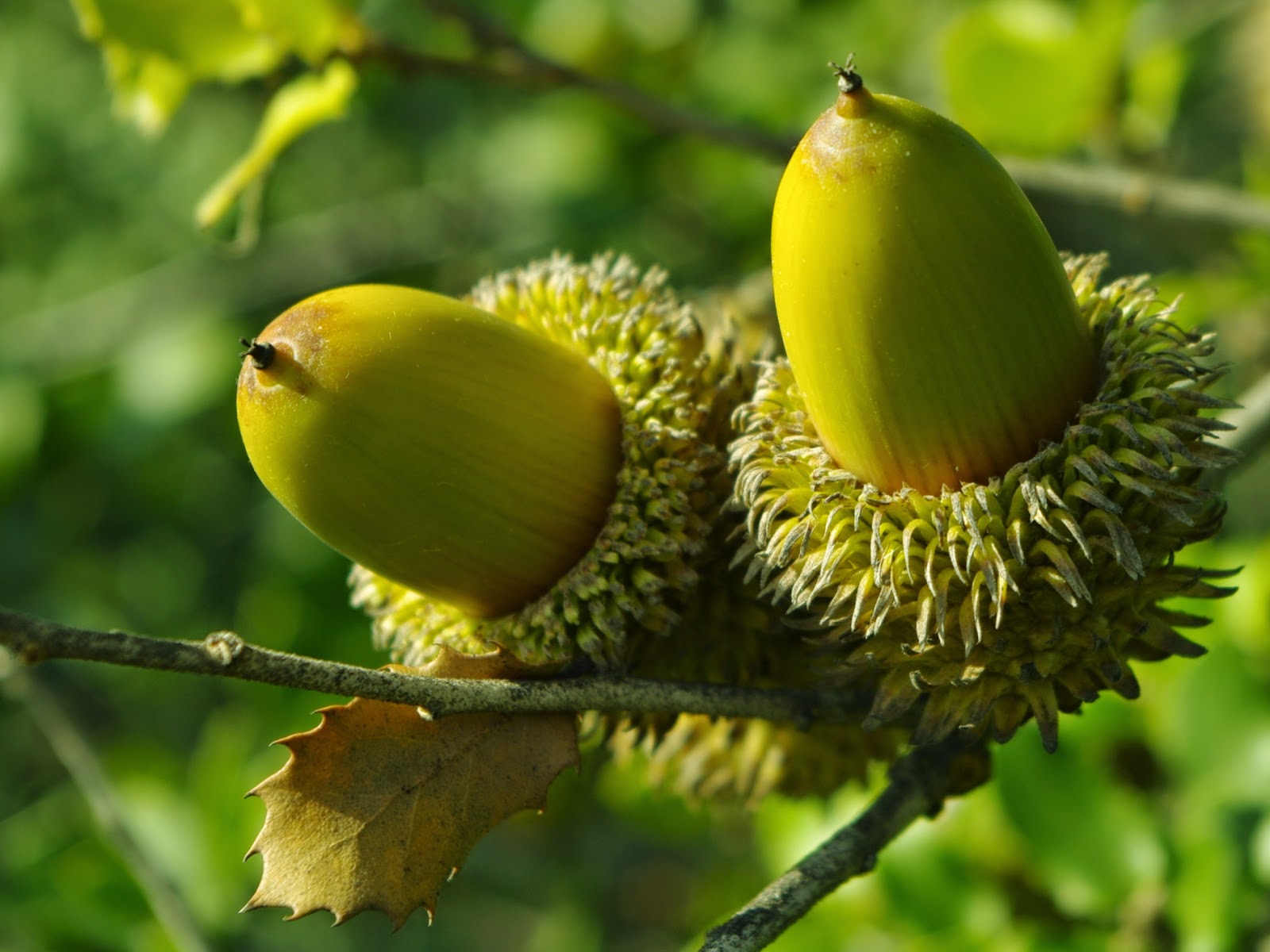 ΠΟΥΡΝΑΡΙ - Quercus Coccifera | ΒΟΤΑΝΟΘΕΡΑΠΕΙΑ . ΘΕΡΑΠΕΥΤΙΚΑ ΦΥΤΑ ΚΑΙ ΒΟΤΑΝΑ