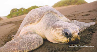 Turtle Watching in Costa Rica ~ Rent Our Costa Rica Condo