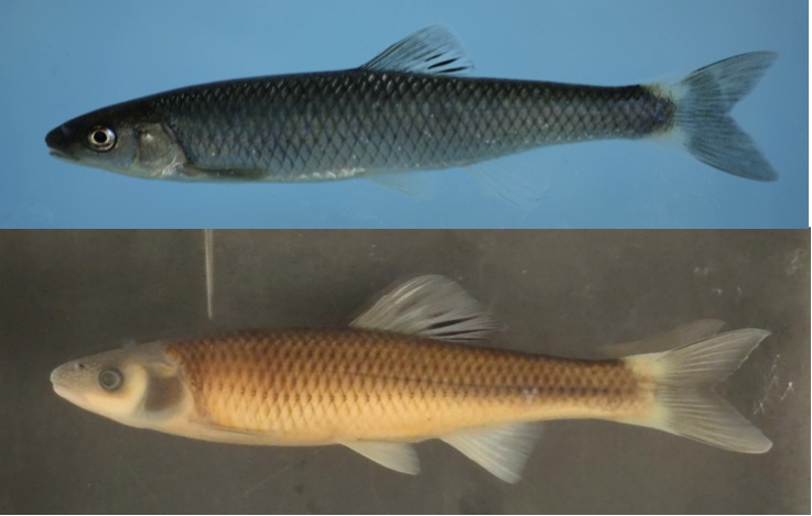 Virginia Tech Ichthyology Class : Sound, Sediment, and Fishin’ with ...