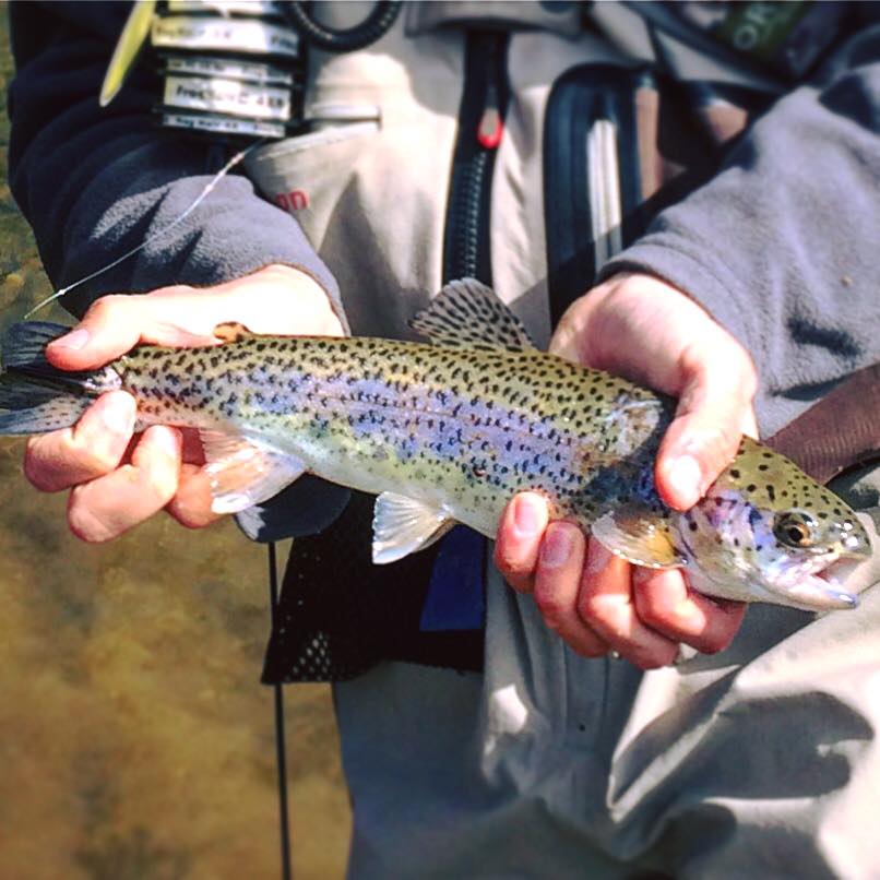 Autumn Siren Flies: Photo Gallery