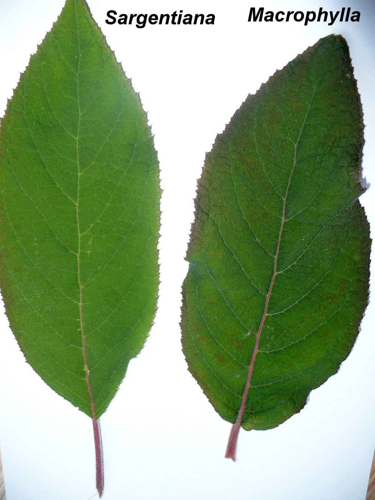 Hydrangea, Hortensja: Hydrangea aspera (Hortensja kosmata) 'Macrophylla'