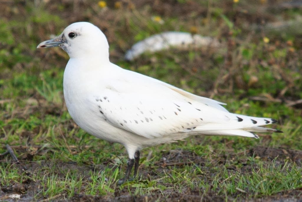 BOULTHAM MERE: IVORY GULL