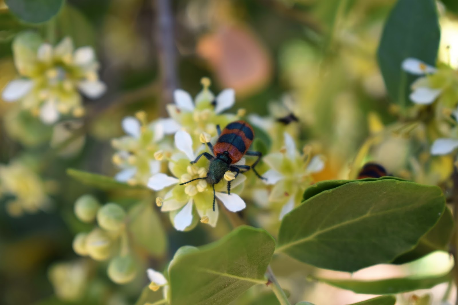 Fernando Ruz: Plantas nativas de Chile: Quillay, küllay, Quillaja saponaria