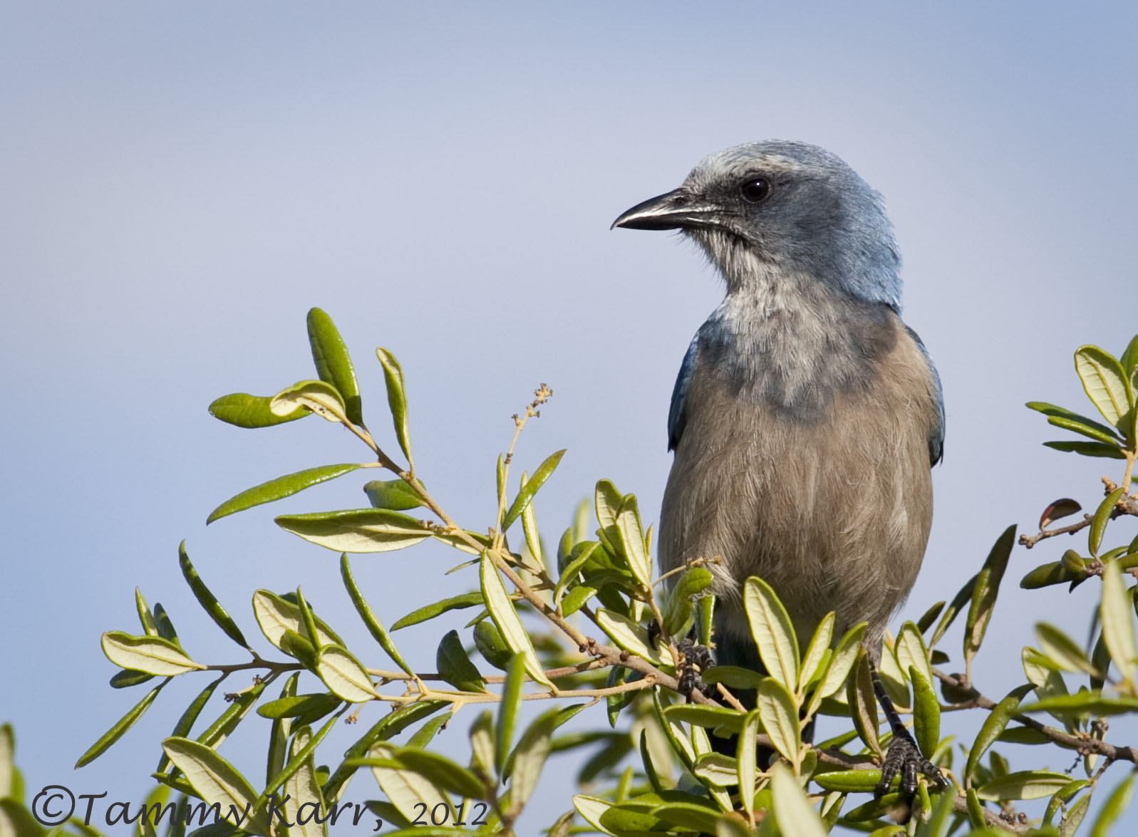 Birding Is Fun!: Florida's Scrubland Dwellers