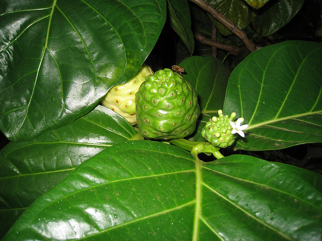 Noni Fruit