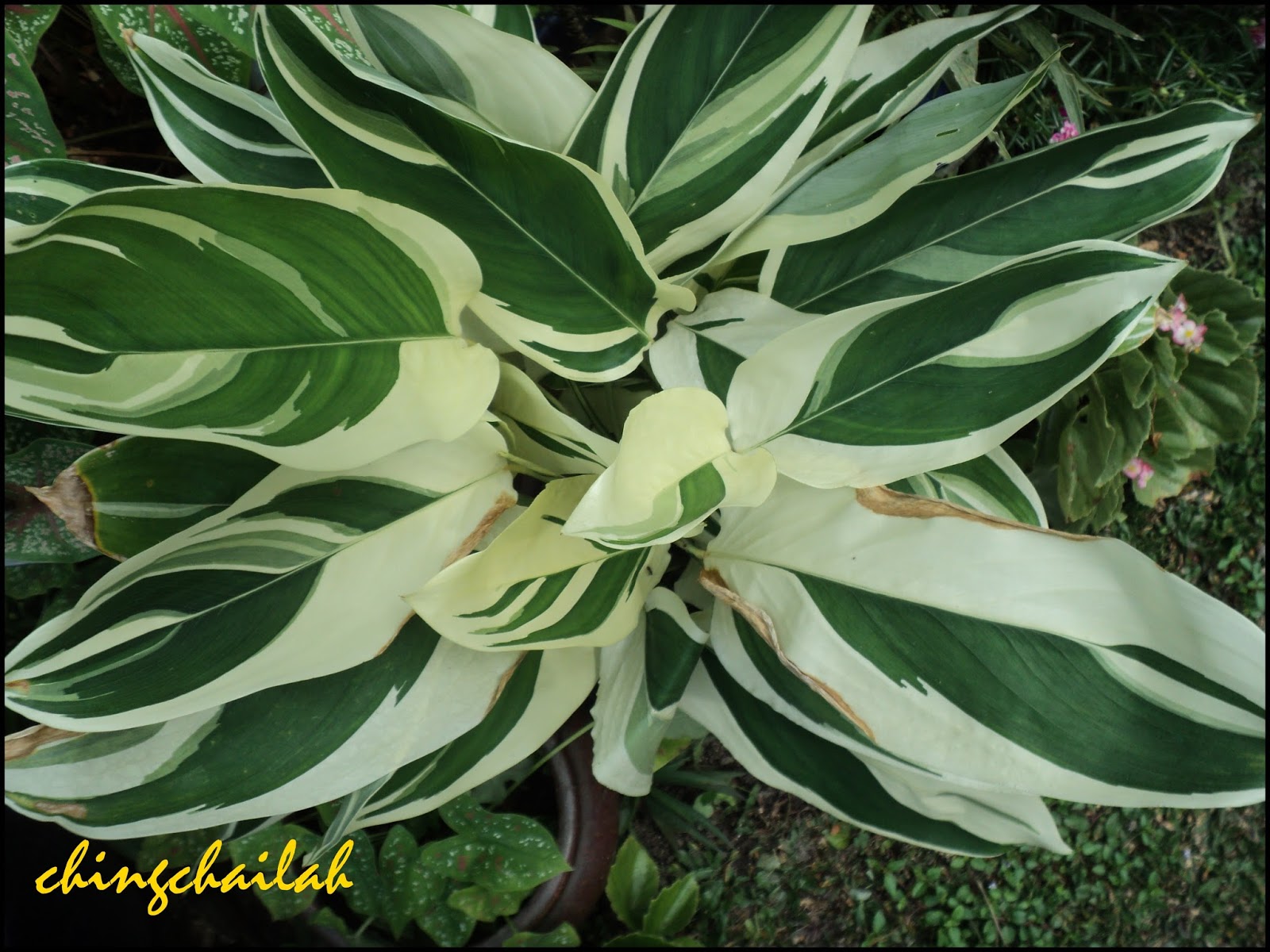Simple Living In Nancy: Growing Variegated Araru Plants In My Garden