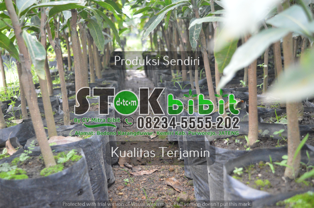 Melati tanaman melati jepang - bibit mangga bangkok