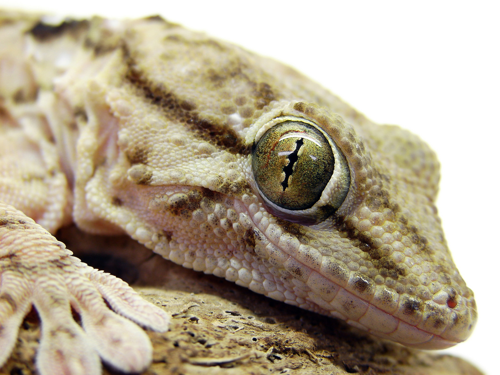 Rocs Reps: White spotted gecko care
