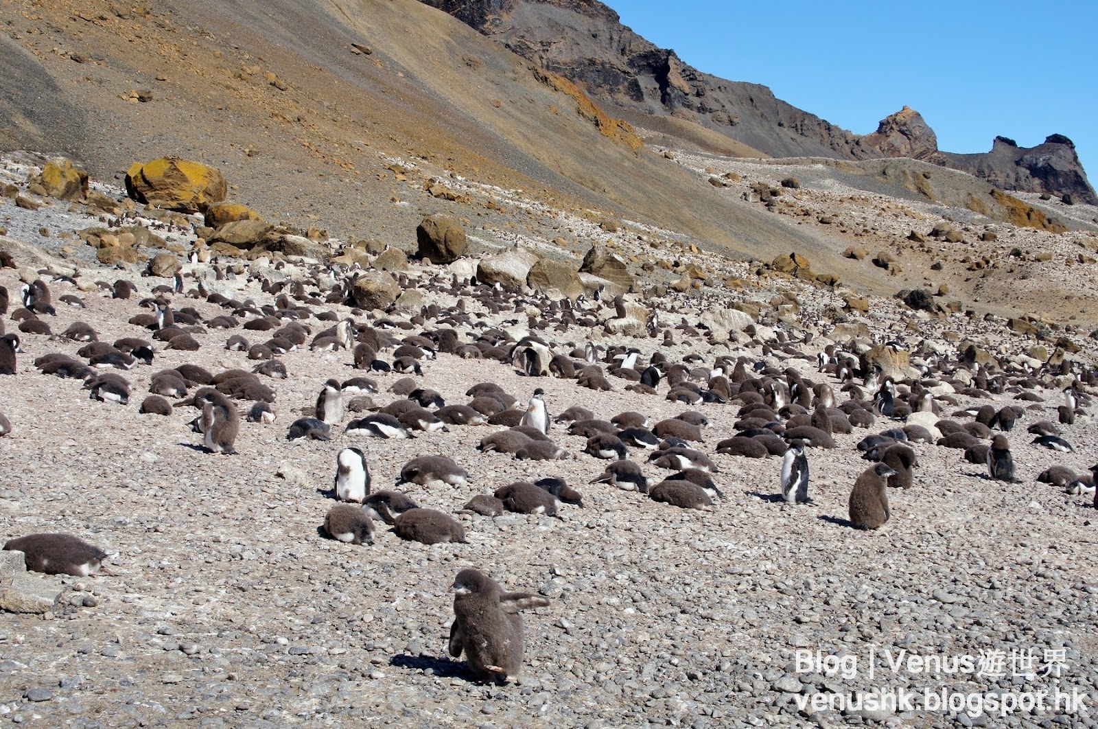 Venus遊世界: Day 11 南極第二站上篇──布朗海崖Brown Bluff