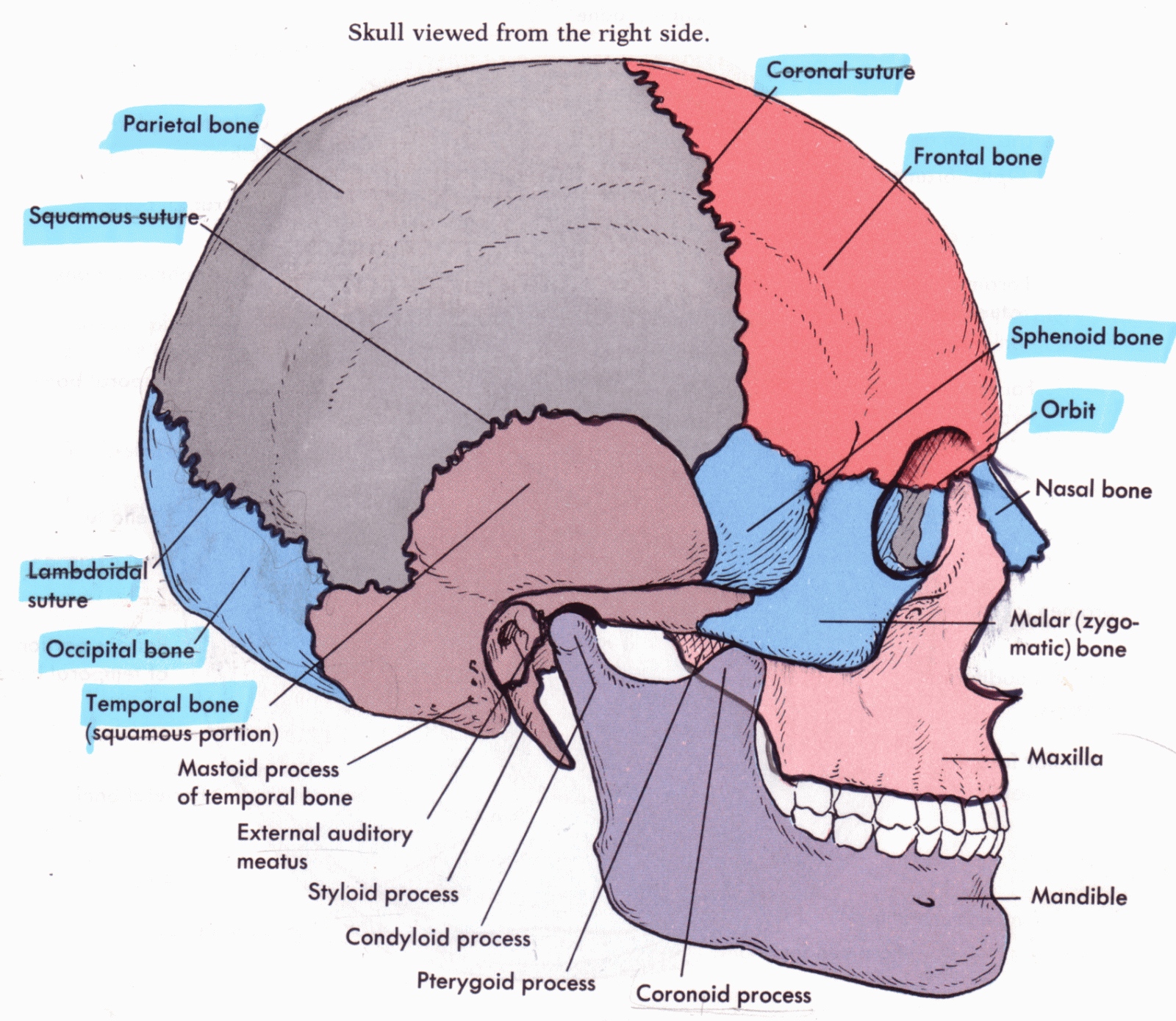Human Kinetics October 2014 human-kinetics-october-2014