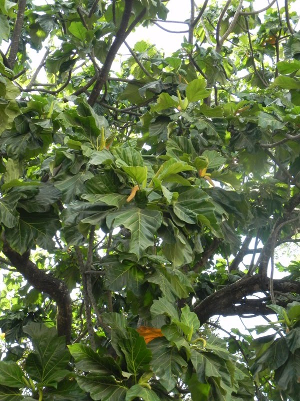 OUR PHILIPPINE TREES: The Antipolo Tipolos