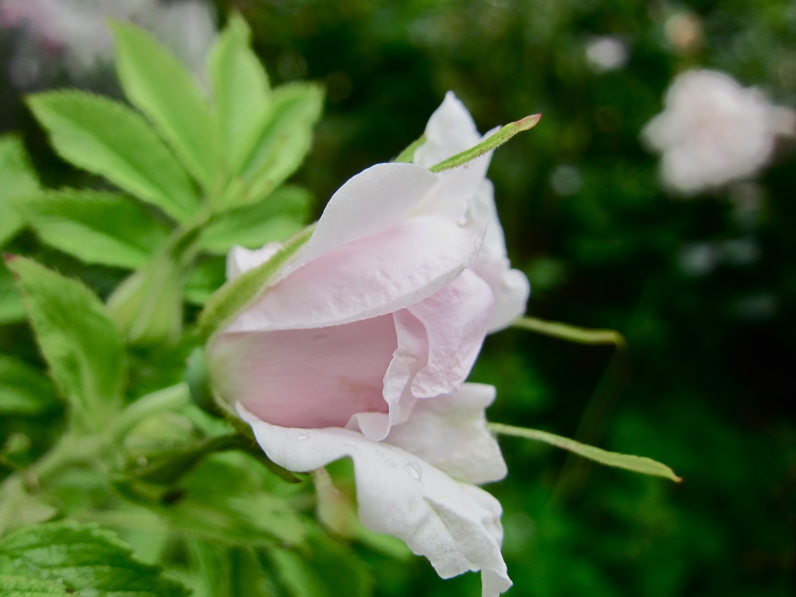 I never promised you a rose garden - Mina rosor : Mrs Doreen Pike