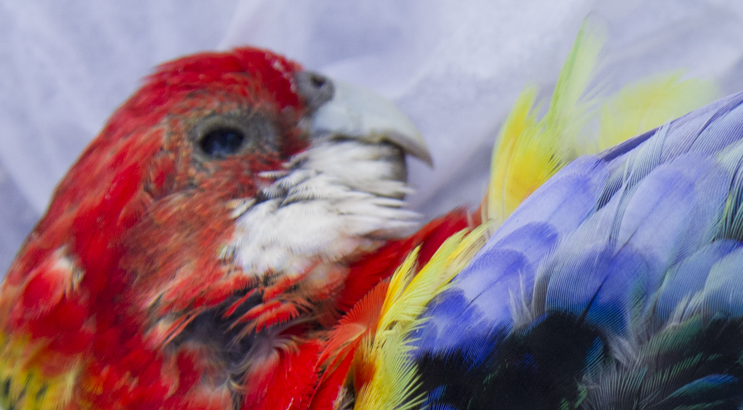 Rotorua Artist Janet Keen's Photography, Mosaics, Paintings & Writing ...