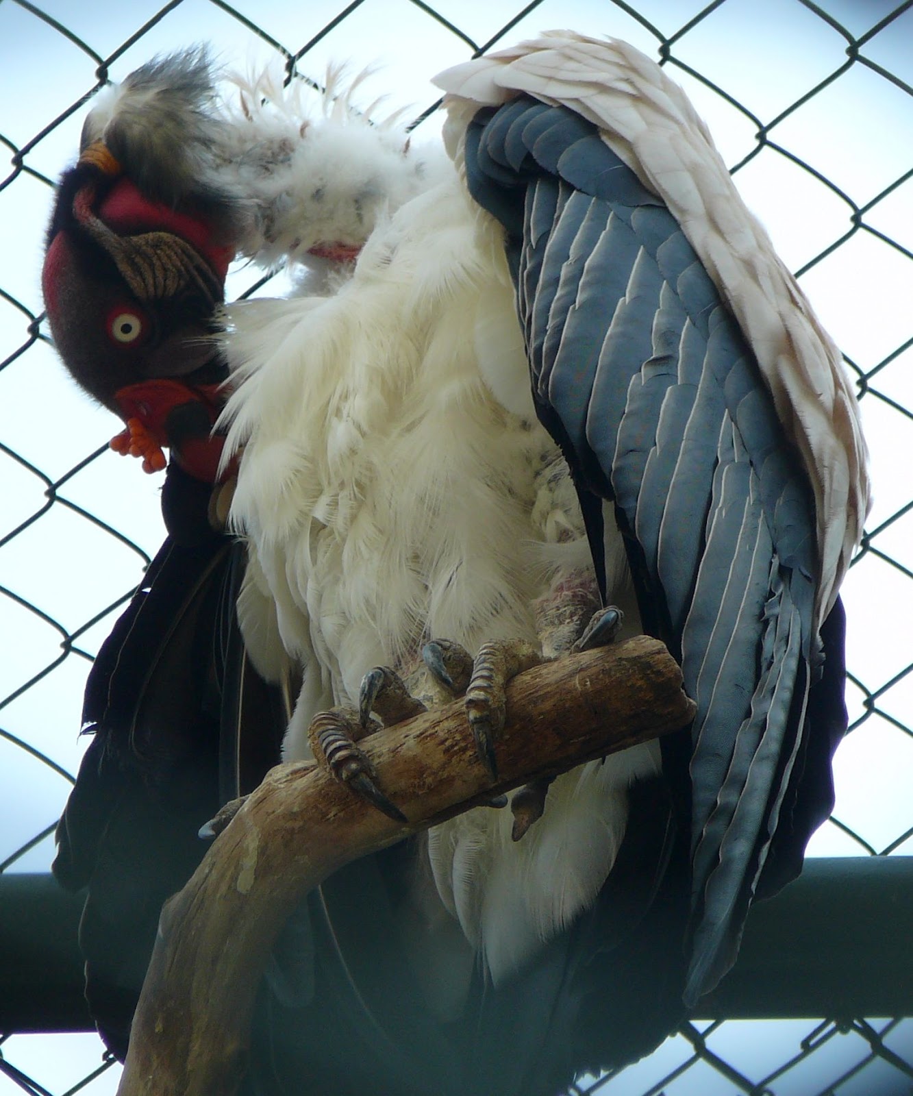 Fascinated by Vultures: King Vultures of Zoo of Frankfurt