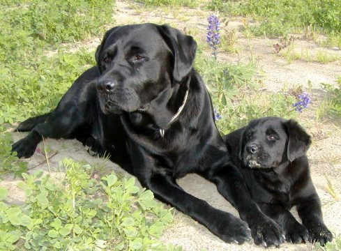 Labrador Retriever - The Right Dog For You? | Dog Breeds - All types of ...