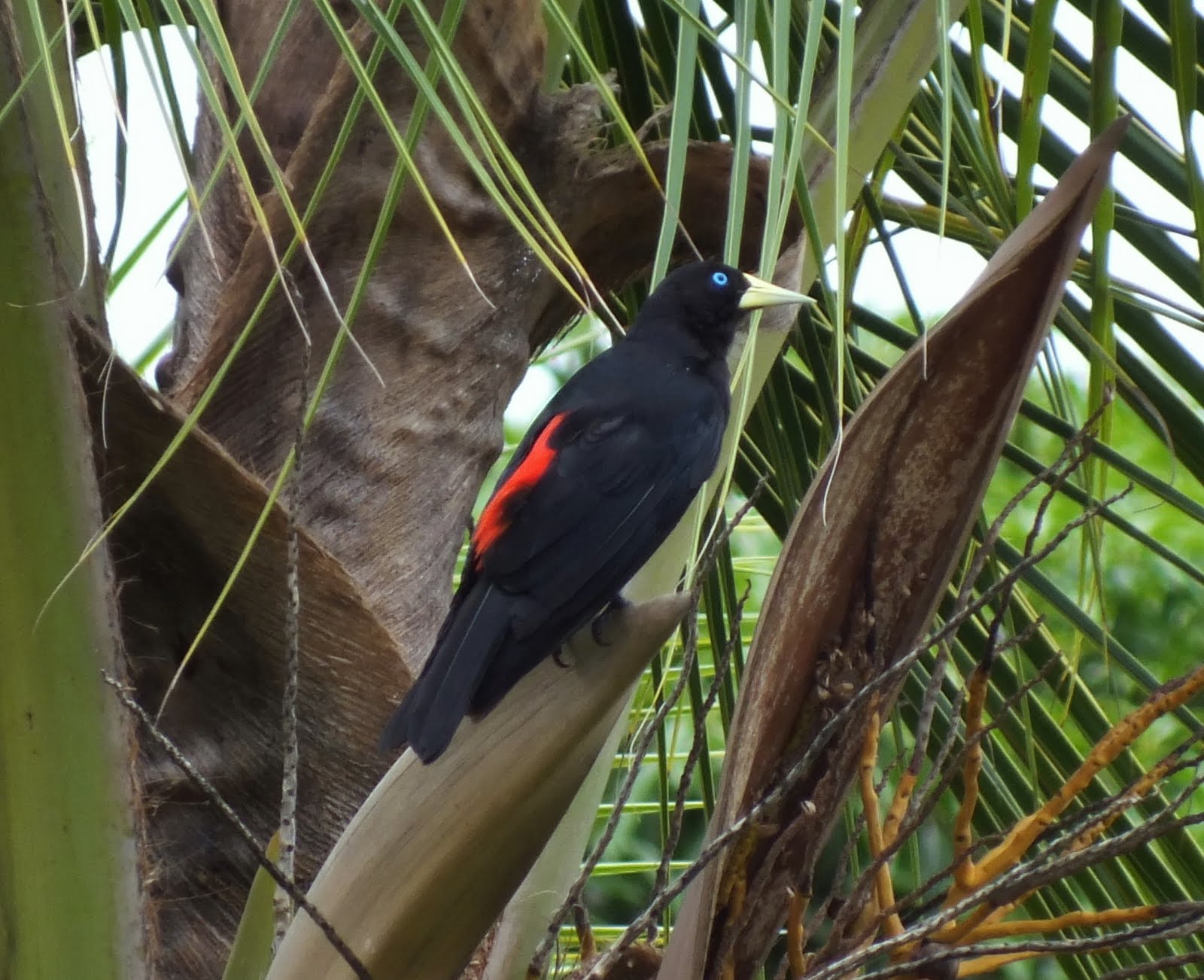 FOTOS DA CHAPADA DIAMANTINA - BAHIA - BRASIL.: Guacho ou guaxe/guaxo ...