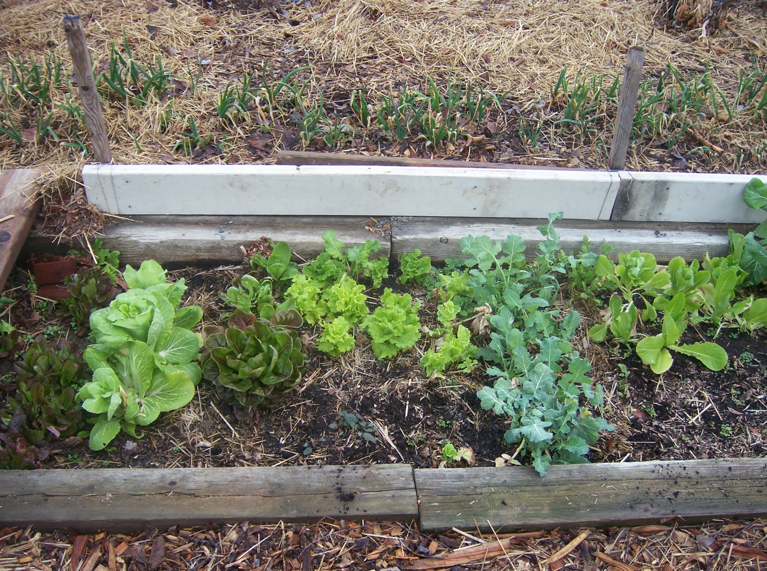 from-seed-to-scrumptious-i-am-a-slow-learner