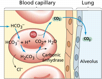 Rozaini Othman (Guru Cemerlang Biologi): Carbon dioxide transport
