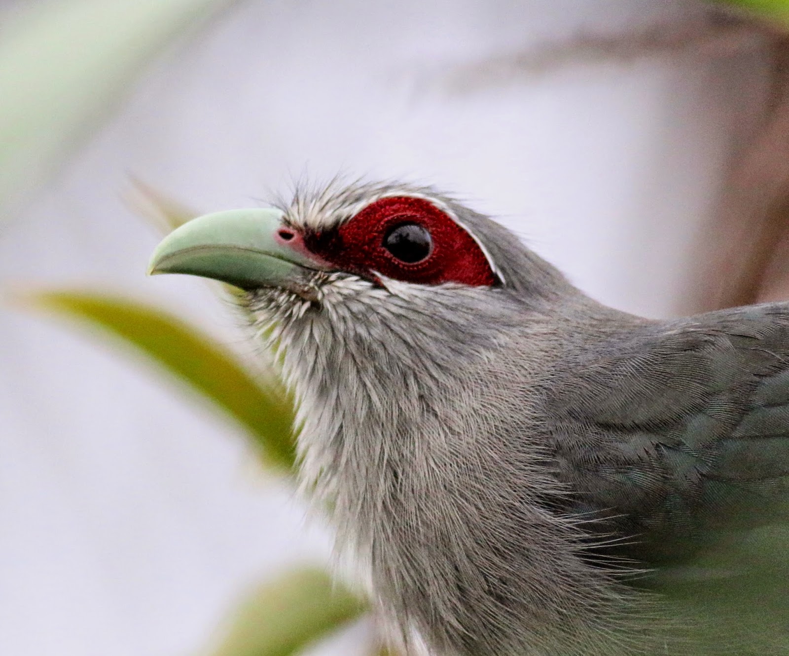 Ron-Nature-Adventures: Green-Billed Malkoha