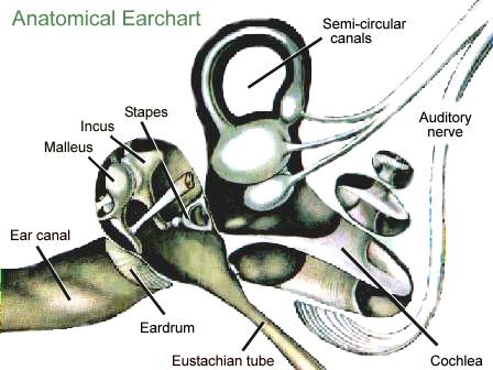 Why did Grace van Cutsem cover her ears? Hyperacusis.