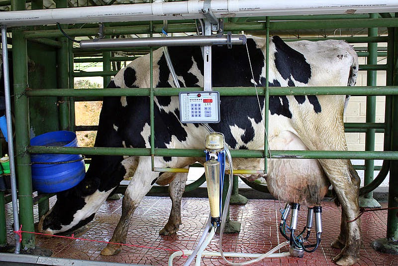 LA VACA LECHERA ... Y SUS CUALIDADES: Es muy probable que estés ...