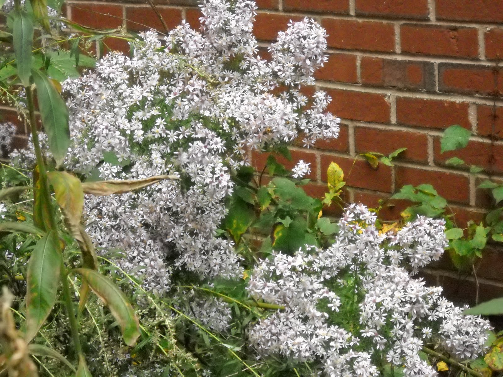 A Wild Garden: Photo Gallery: Wild Garden