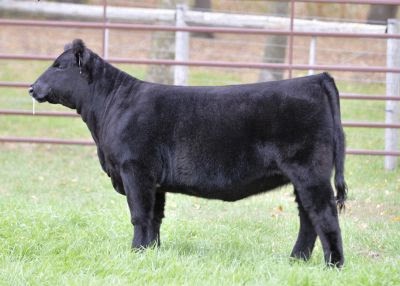 RCC Blog: Habeger MAB & BIM Sale Calves