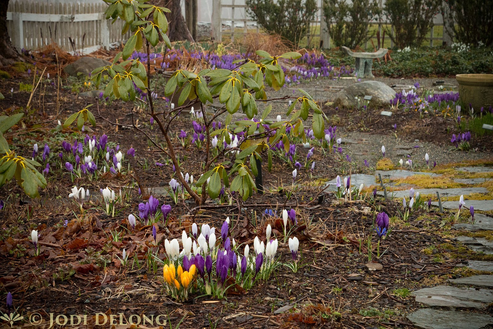 Bloomingwriter: Gardening in Nova Scotia: Spring is springing in Nova ...