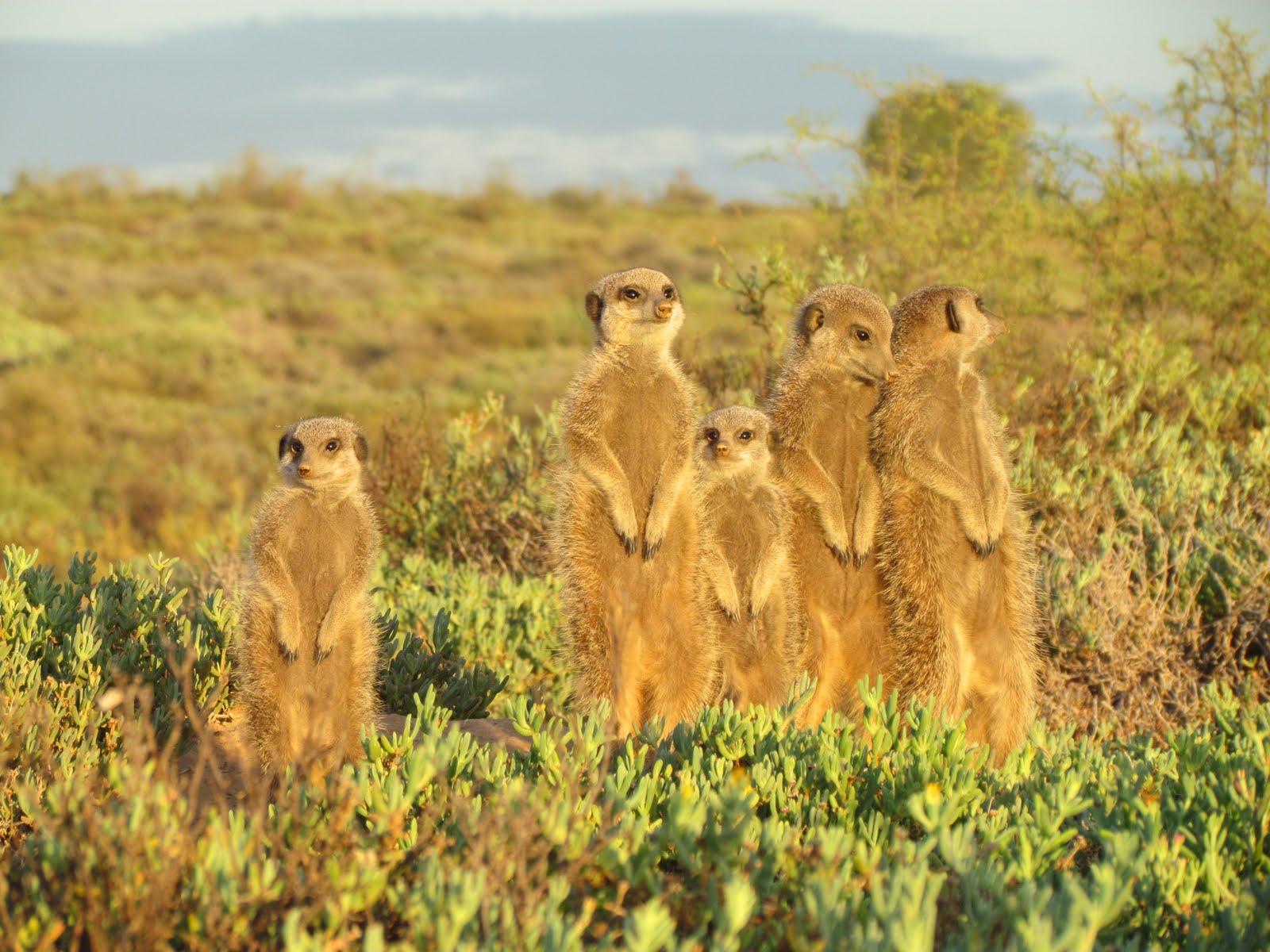 4 one year: Meerkat experience