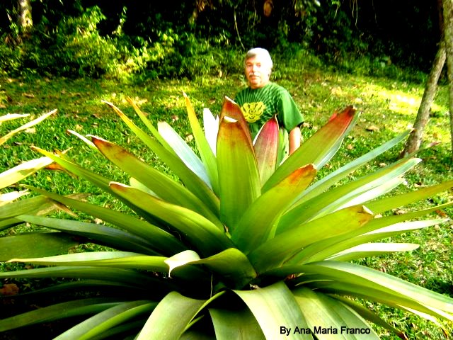 Meu Cantinho Verde: BROMÉLIA-IMPERIAL - ( Alcantarea imperialis )