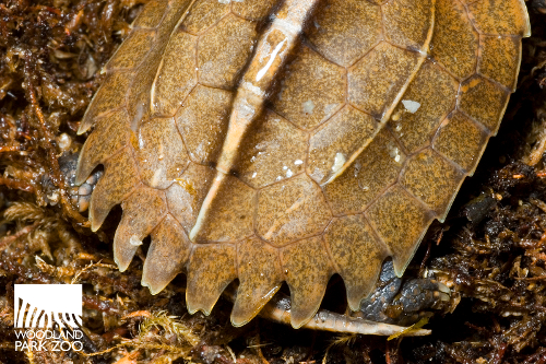 If you give a black-breasted turtle a hibiscus...