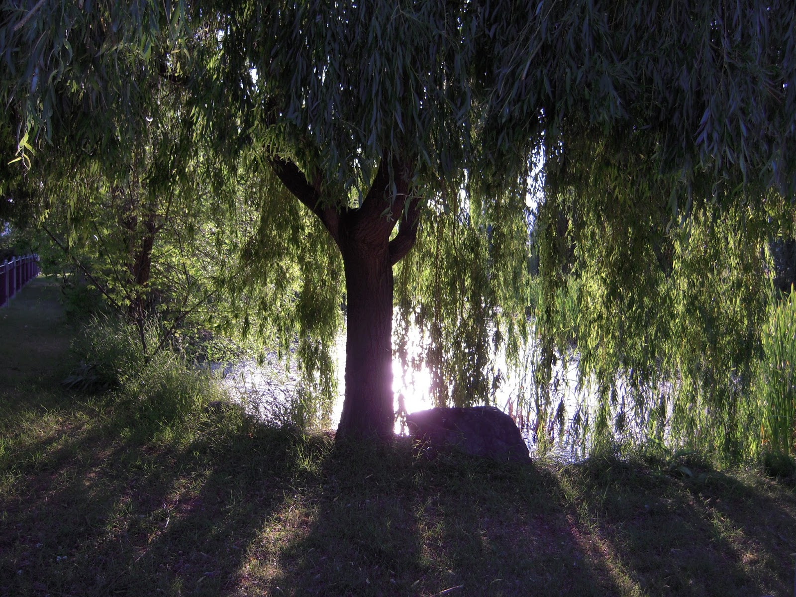 All other poems: Inside the Whisper of a Weeping Willow
