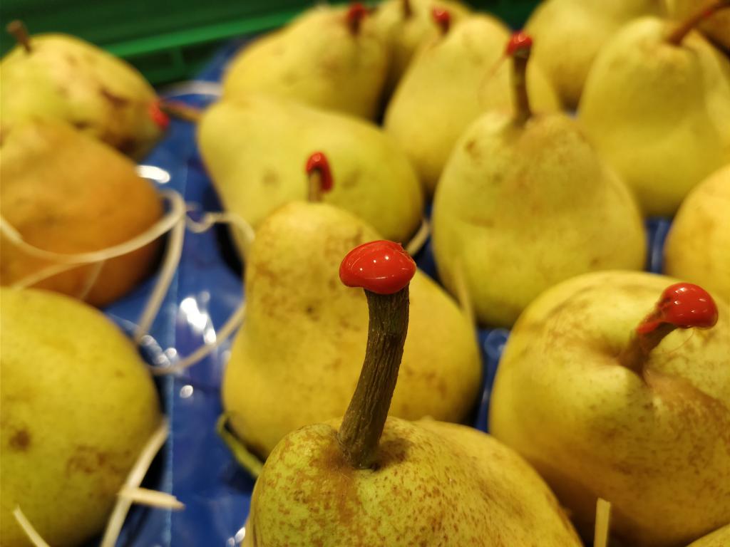 La ceralacca sul picciolo delle pere