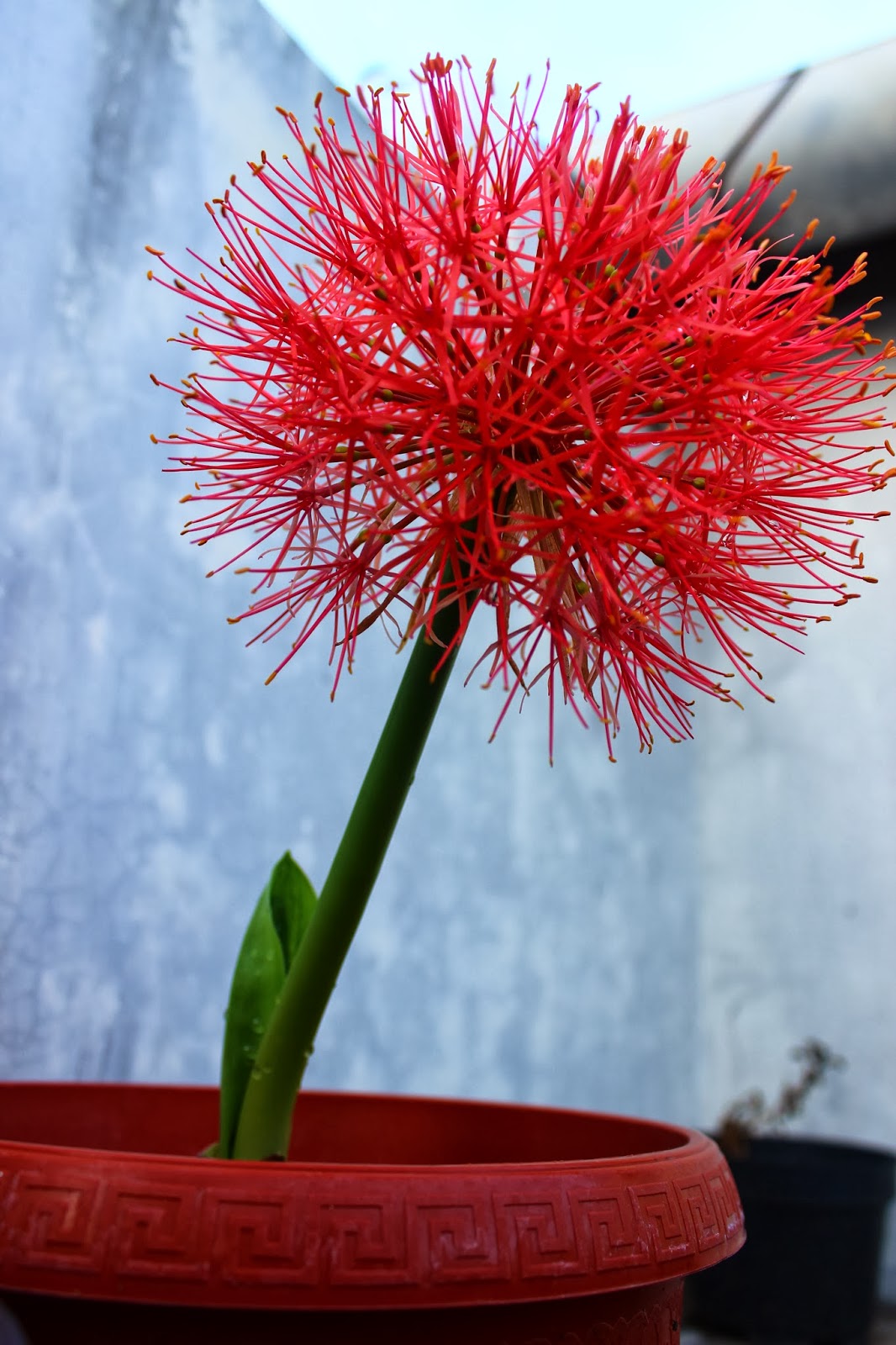 The Garden of My Words: Bunga-Bunga Unik, Koleksi Kebunku