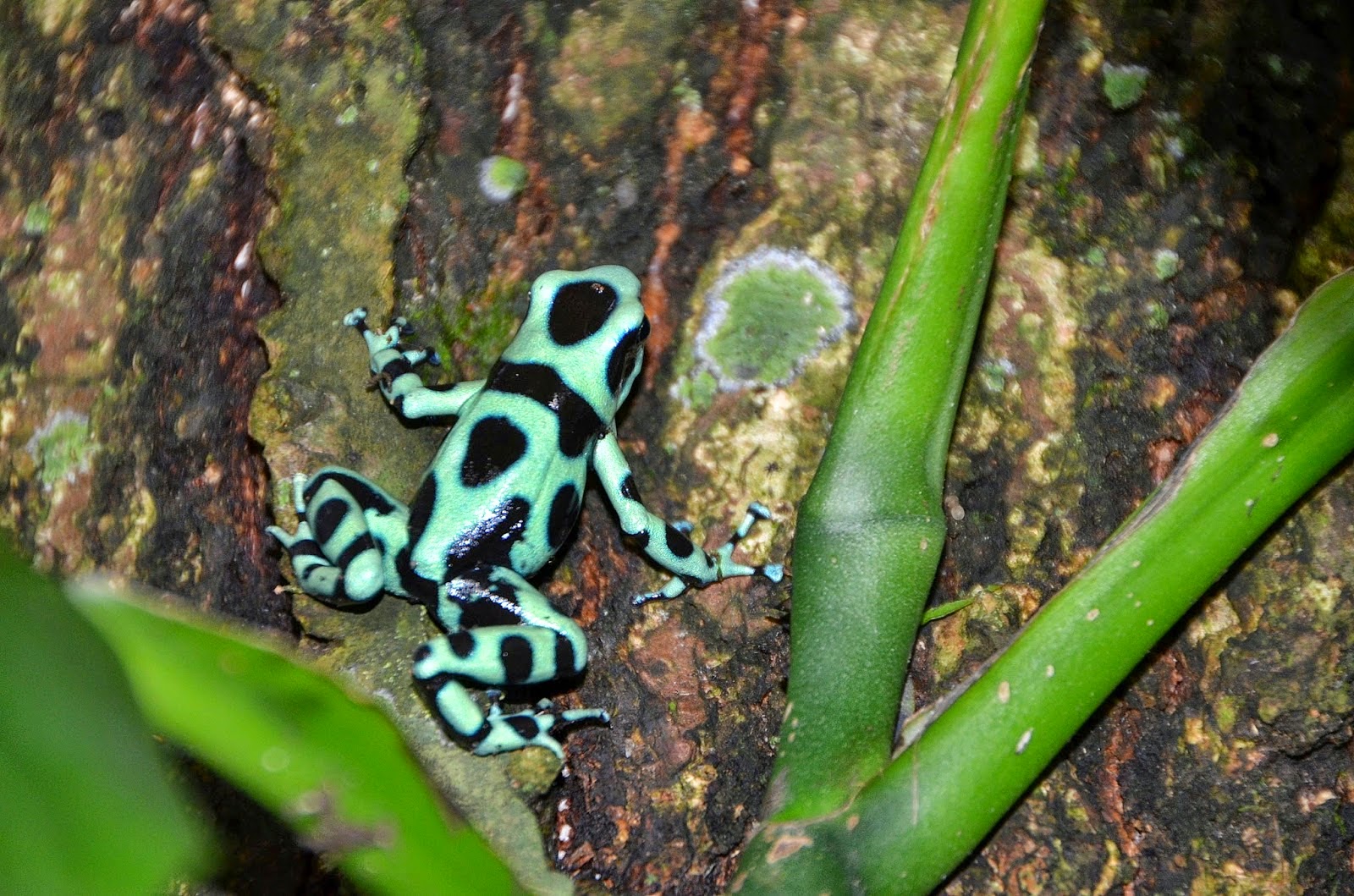 Dendroland: Dendrobates Auratus, sus morphos y variedades de color.