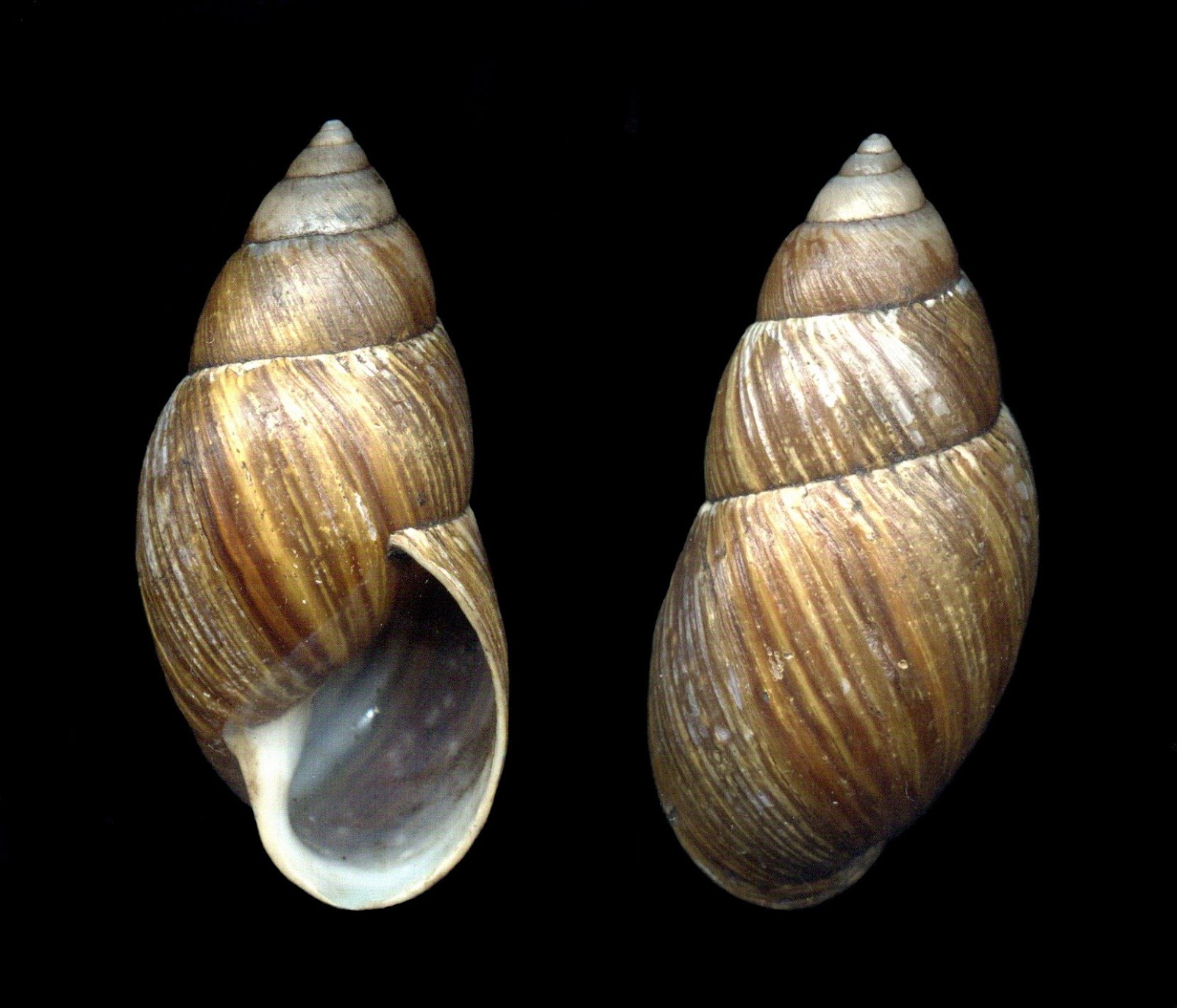 Moluscos terrestres de Argentina: Scutalus tupacii (Orbigny, 1835)