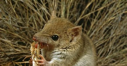 Mamíferos y marsupiales mammals of the earth: Mulgara cola crestada ...