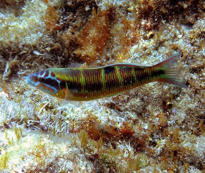 Artes de Pesca: VAMOS A PESCAR VERDE