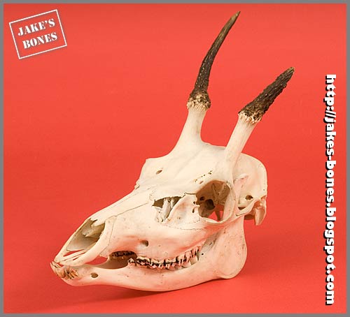 My spiker red deer skulls (part 1) : Jake's Bones