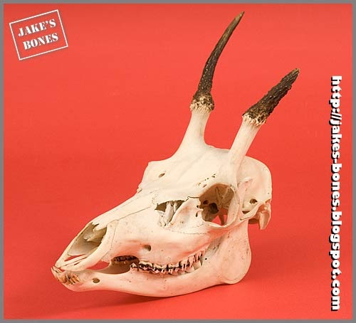 My spiker red deer skulls (part 1) : Jake's Bones